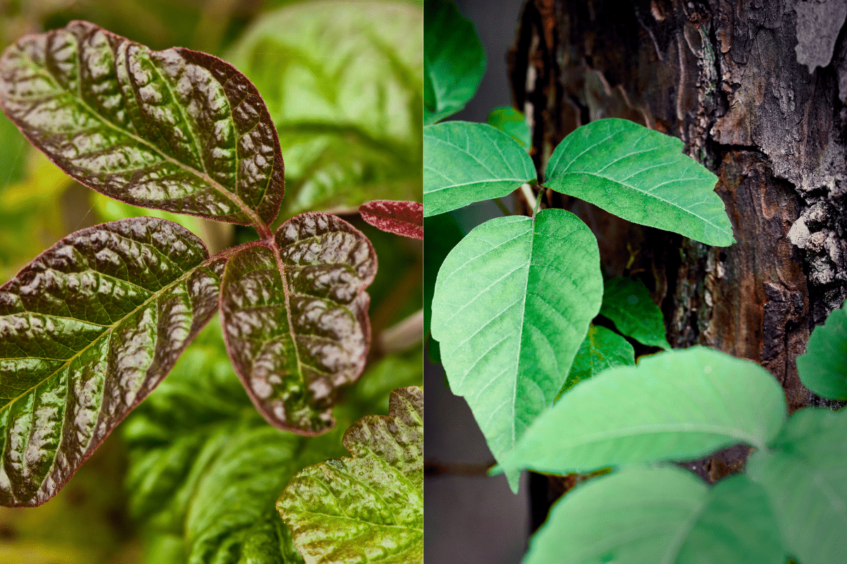 Field Safety: Poison Oak and Poison Ivy | Triad Machinery